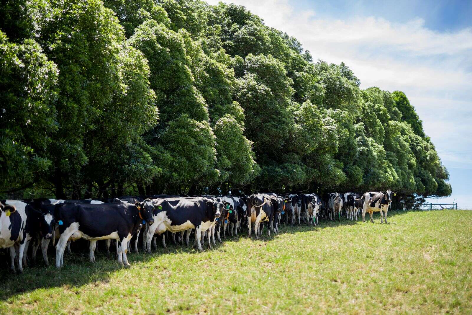 Helping cows stand the heat | Riverine Herald