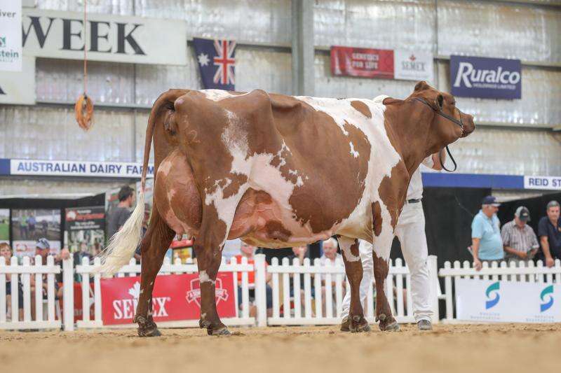 Dairy index rises | Dairy News Australia