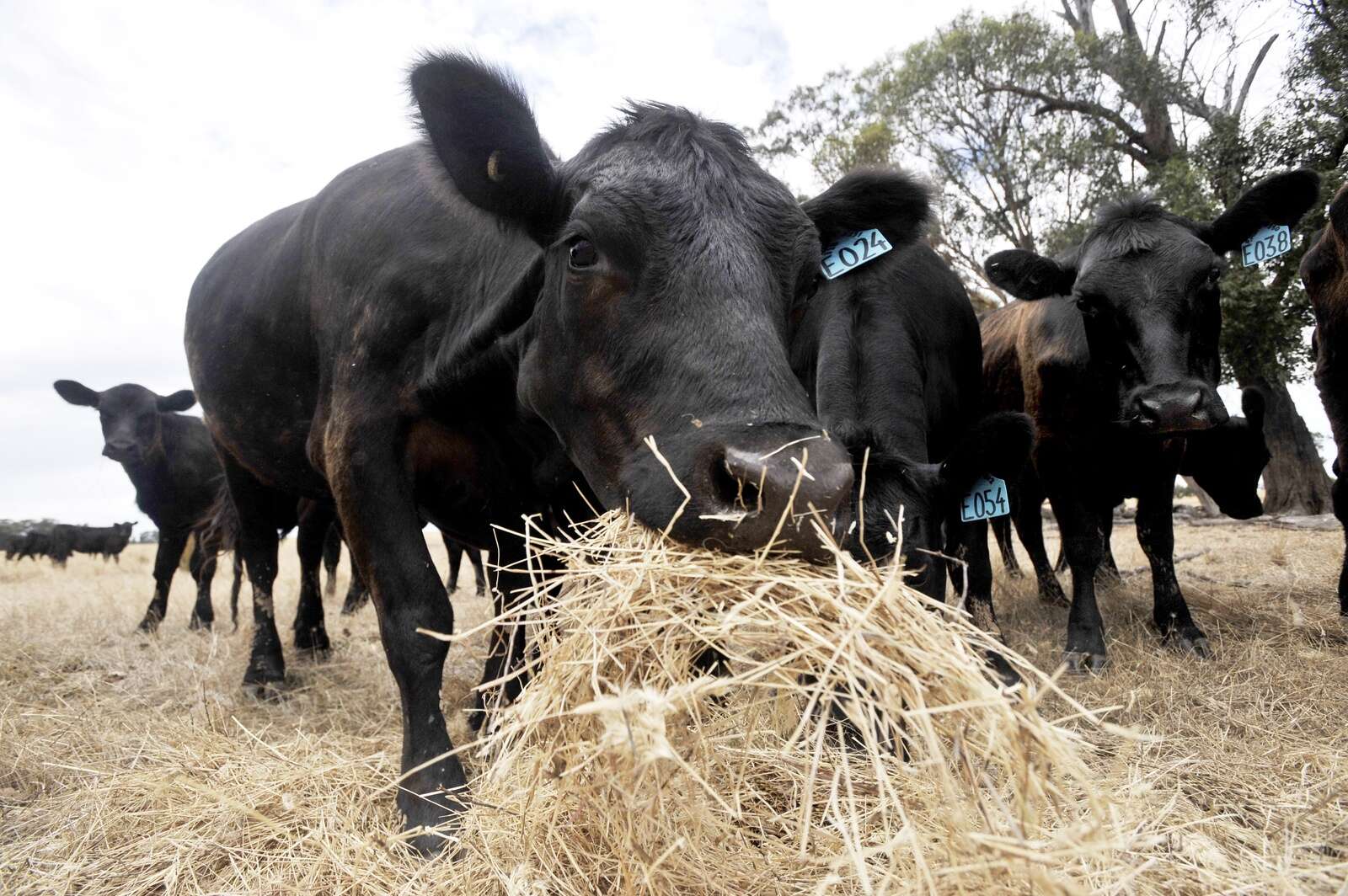 Feed testing protects stock | Dairy News Australia