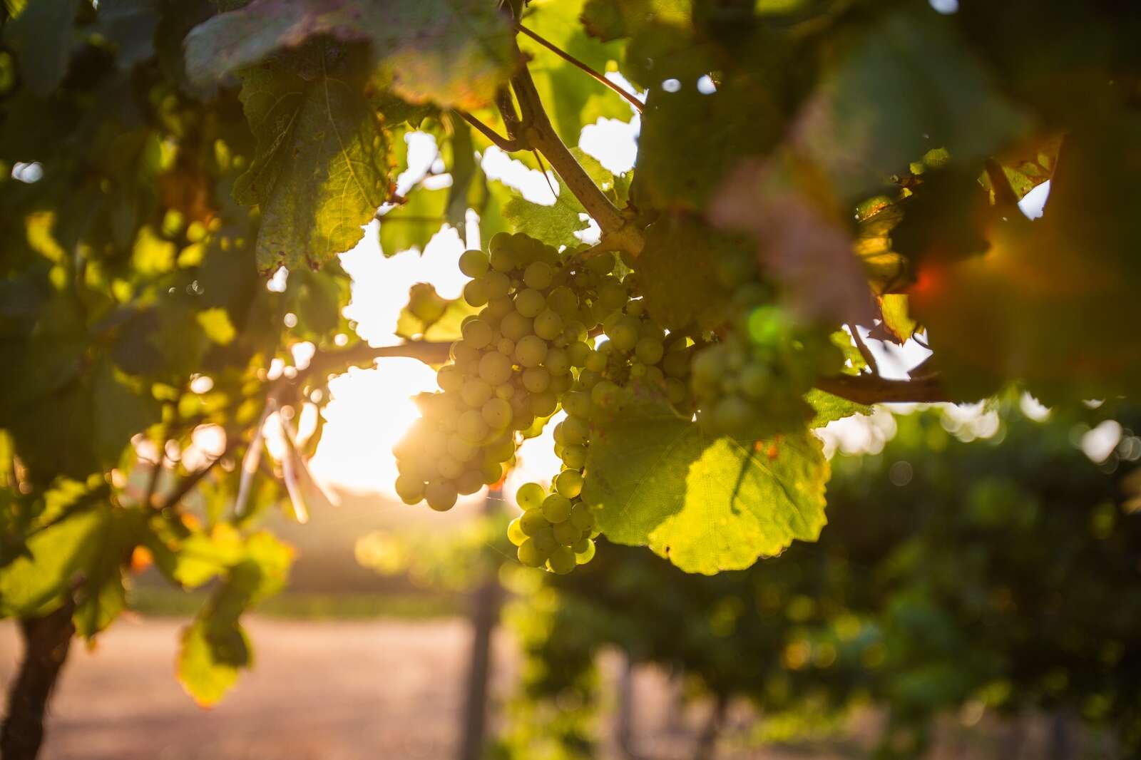 Growing for Success | We can meet your grape expectations | Shepparton News