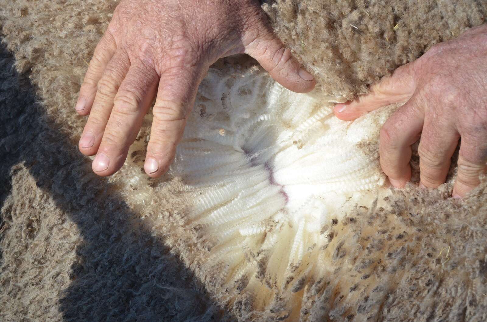 New data for flock profiles | Country News