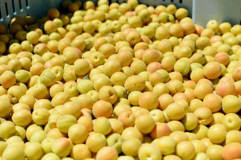 Export lift for Victorian summer fruit growers | Country News