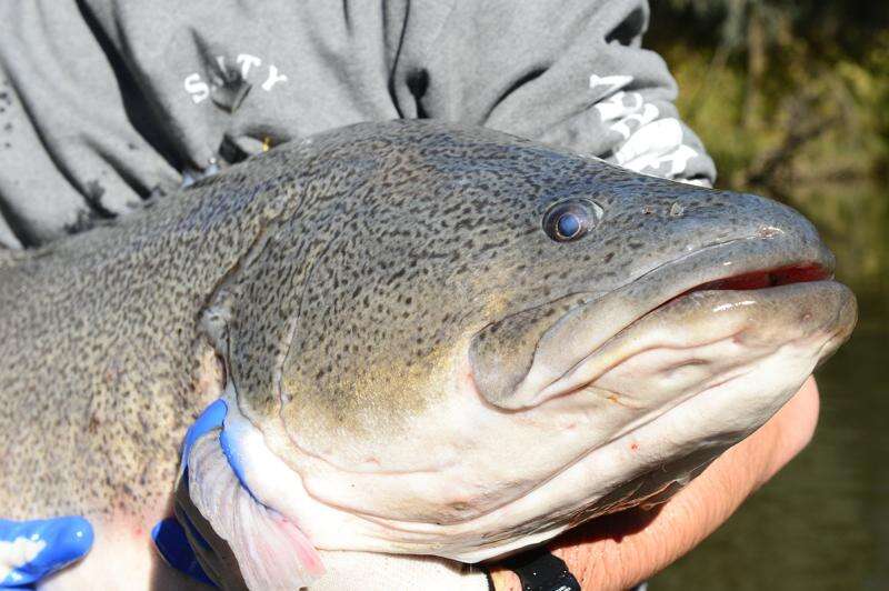 Good cod, the season's open | Shepparton News