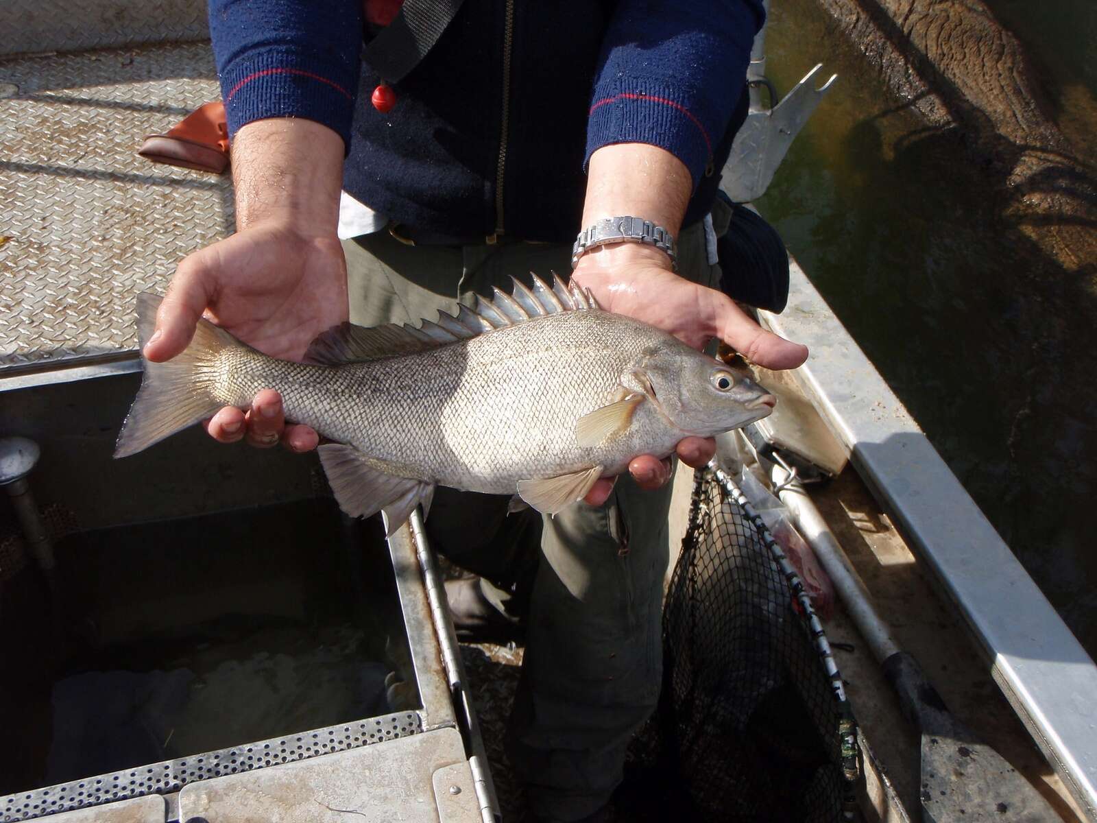 Real Life | Cod breeding season begins | Country News