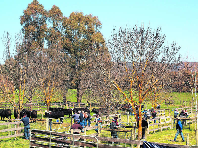 Autumn management workshop | Dairy News Australia