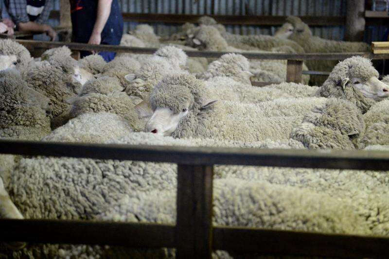 Mandatory pain relief rules for sheep mulesing start on July 1 ...