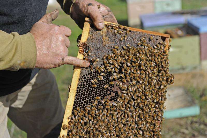 Victorian beekeepers can apply to move hives from NSW | Country News