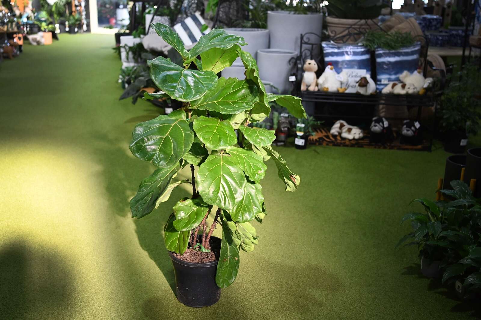 Growing for success | Best plants for every home | Shepparton News