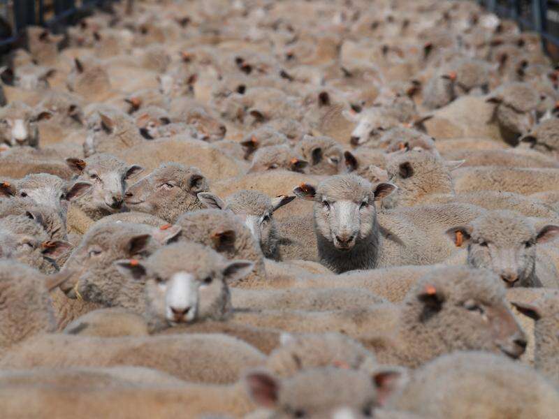 Lamb on the menu in up and down outlook for farmers | Country News