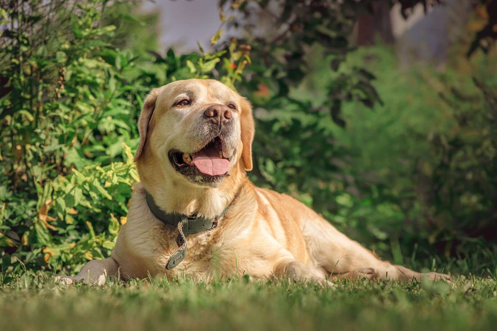 RSPCA encourages people to remember animals in their will | Country News