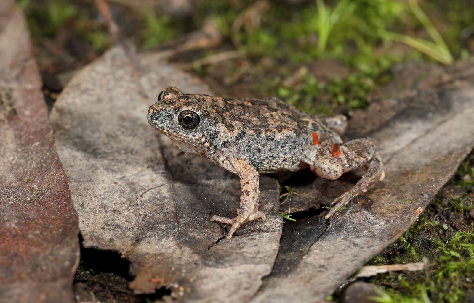 Endangered frog makes rare appearance | Country News