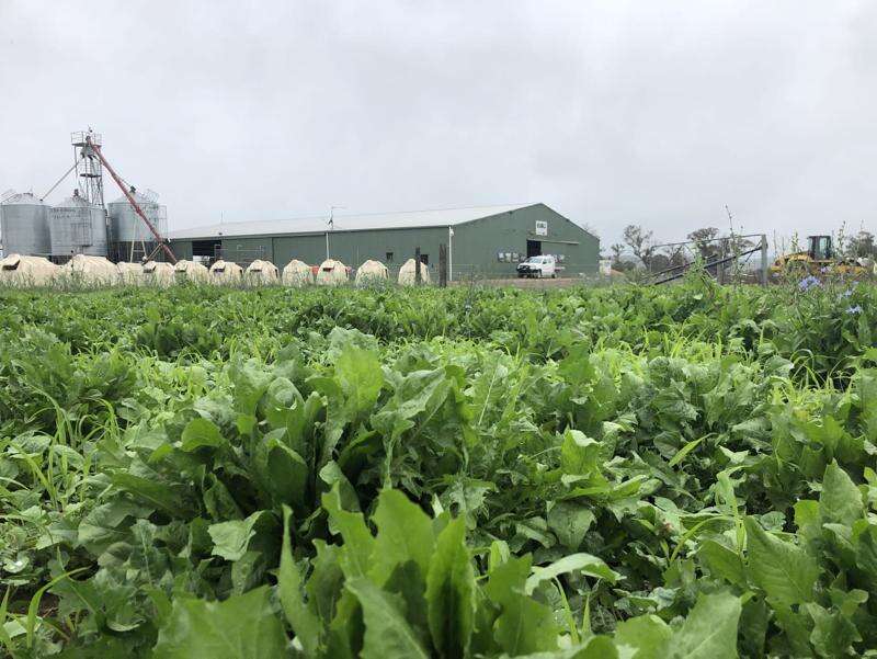 Forage diversity with multi-species blends | Dairy News Australia