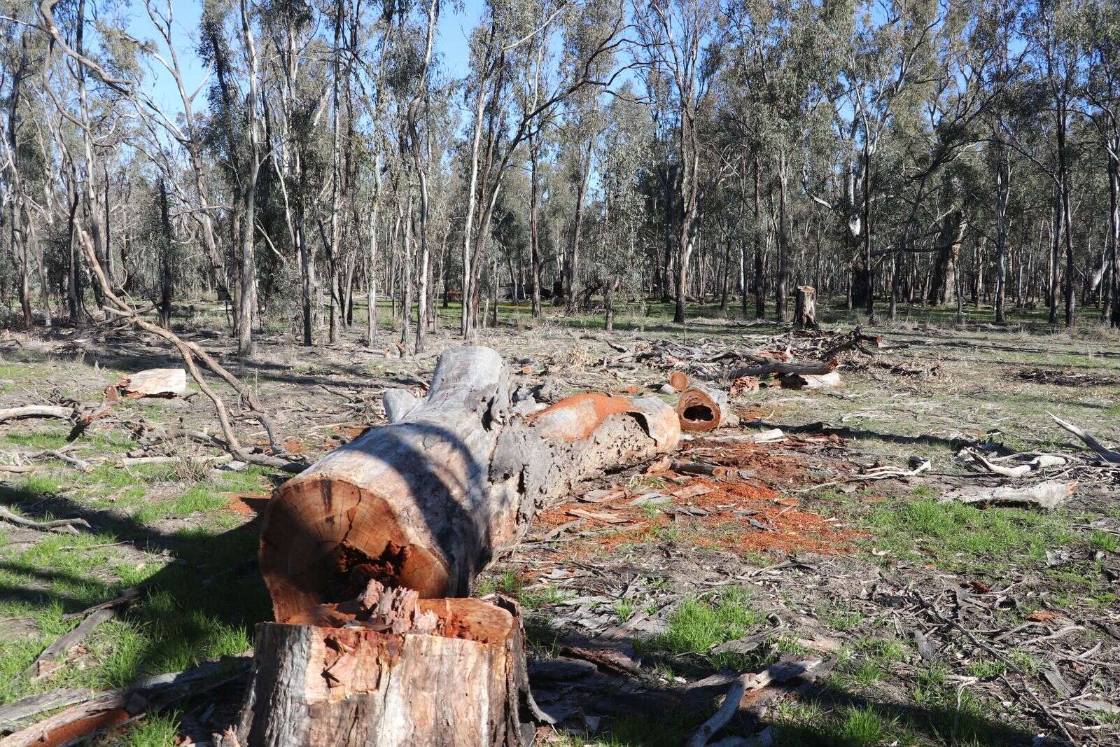 Hidden camera operation nets three tree thieves | Shepparton News
