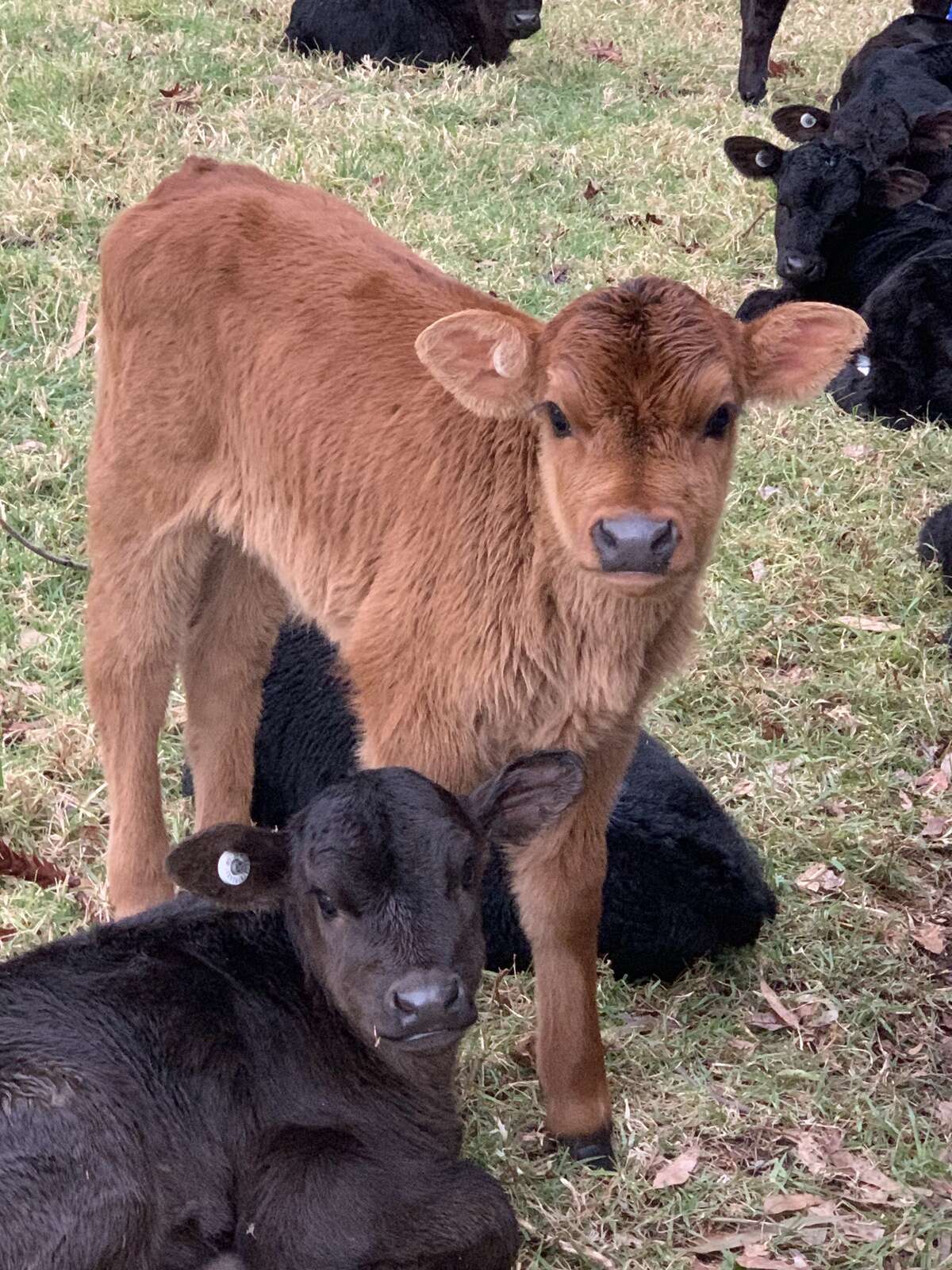 Feeding calves for health | Dairy News Australia