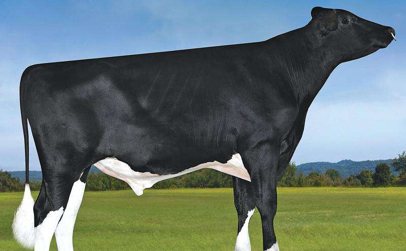 Making better cows, faster | Dairy News Australia