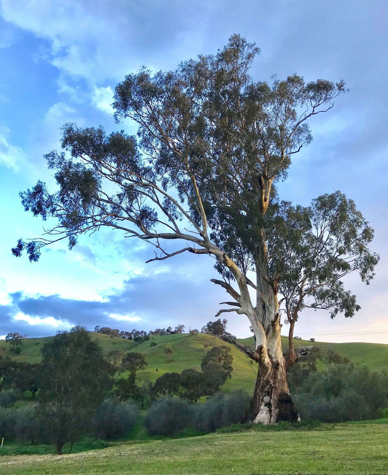 The first seeds of Greater Shepparton | Shepparton News