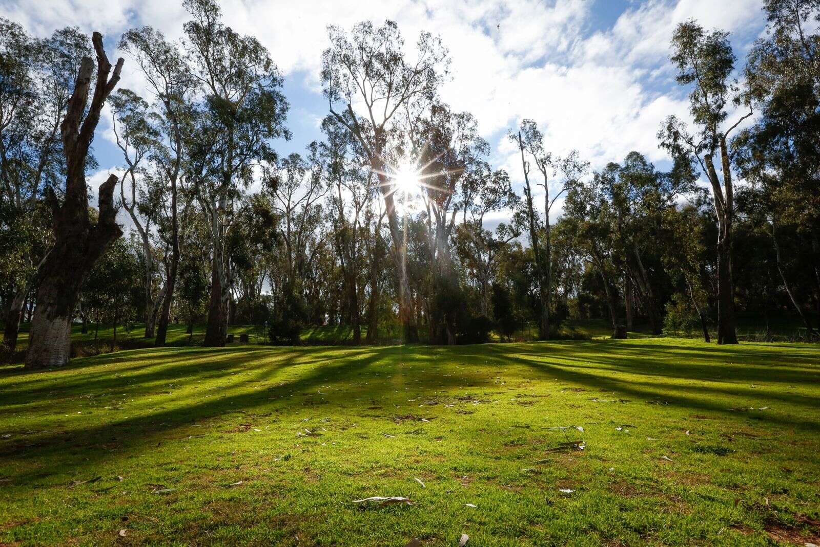 Council looks to improve tree numbers | Shepparton News