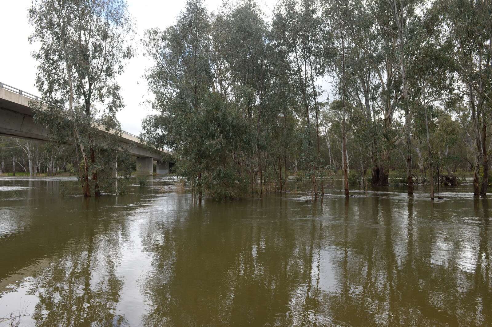 Murray River reaches minor flood levels at Corowa | Country News
