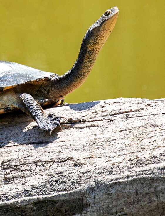 It’s turtle time: Be kind to our shelled friends | Shepparton News