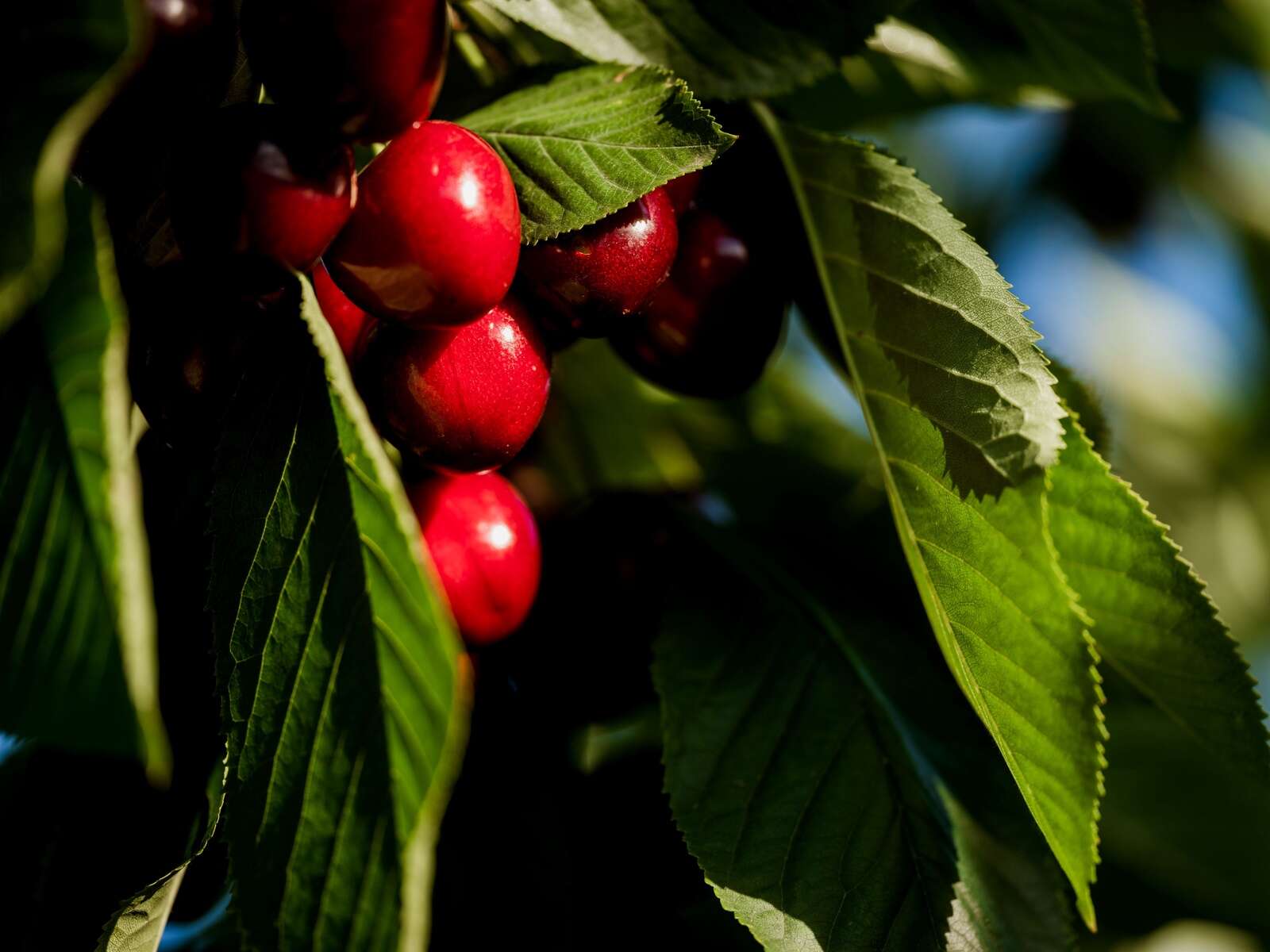 Stars align for Tasmanian cherry exporters | Country News