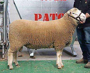 Variety of ram breeds on offer at Yentrac sale | Country News