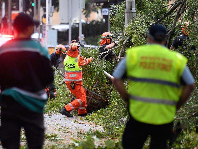 Big falling tree crashes onto inner city pedestrians | Seymour Telegraph