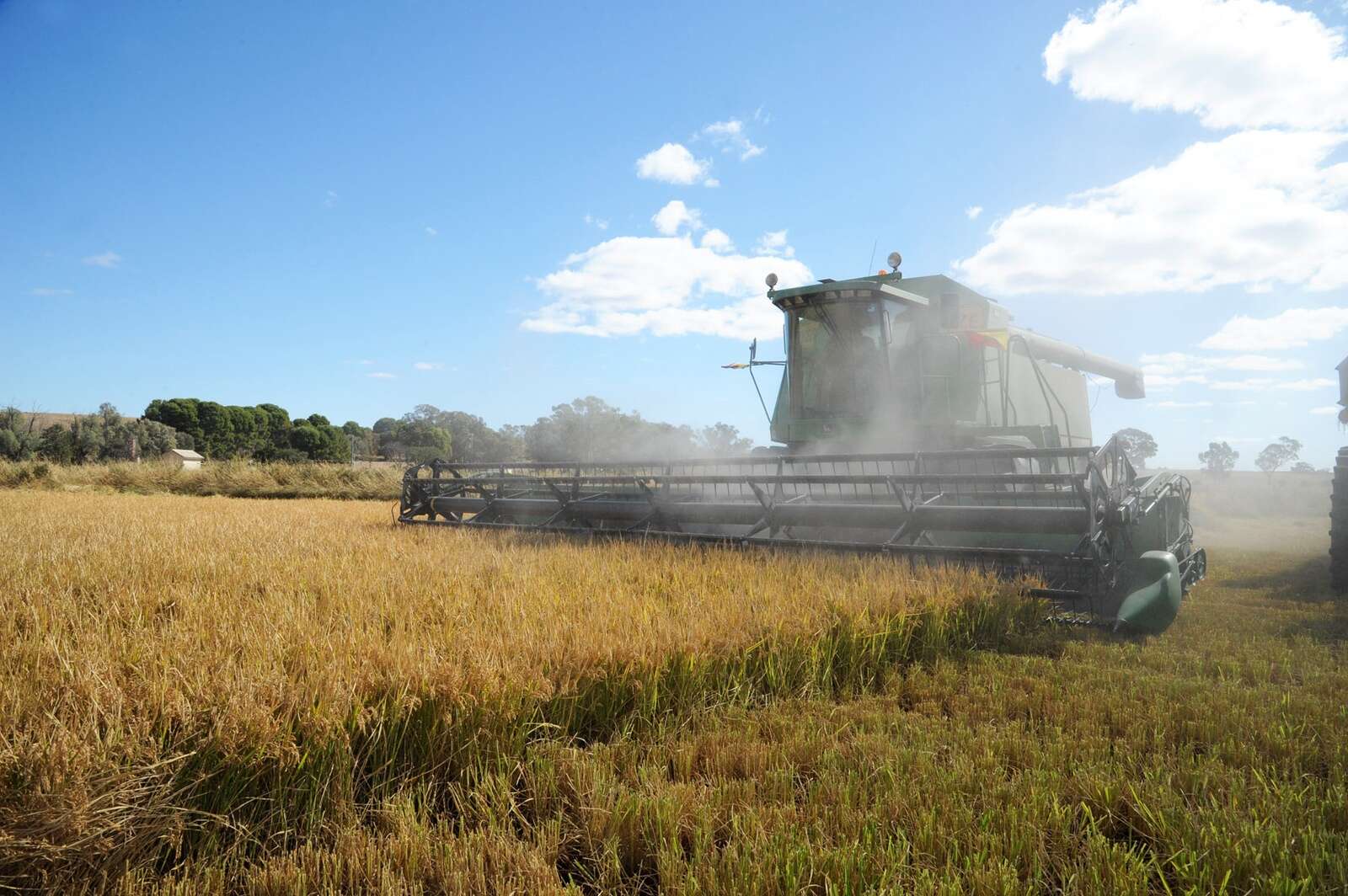 Rice growers to reap rewards from bypassing monopoly | Dairy News Australia