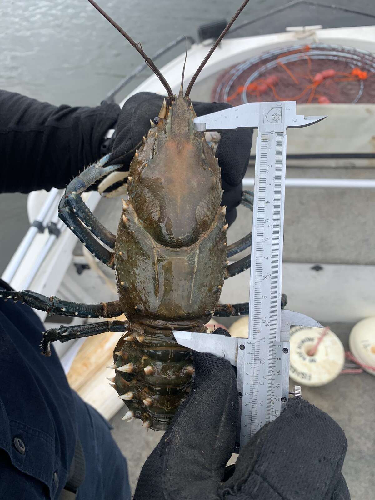 Freshwater crays are worth rugging up for | Riverine Herald