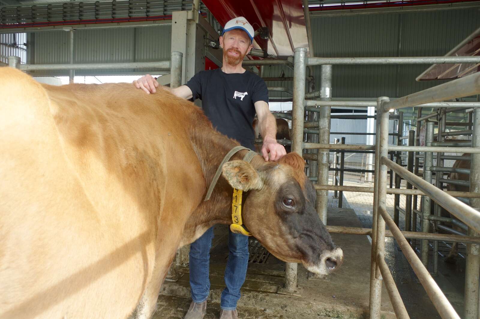 Robots save time and pain | Dairy News Australia