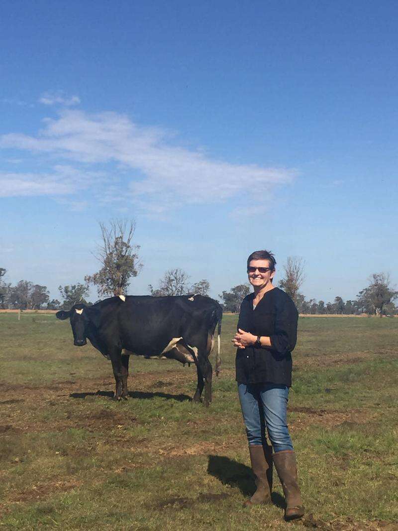 Echuca West home to Australia's most profitable cow | Country News