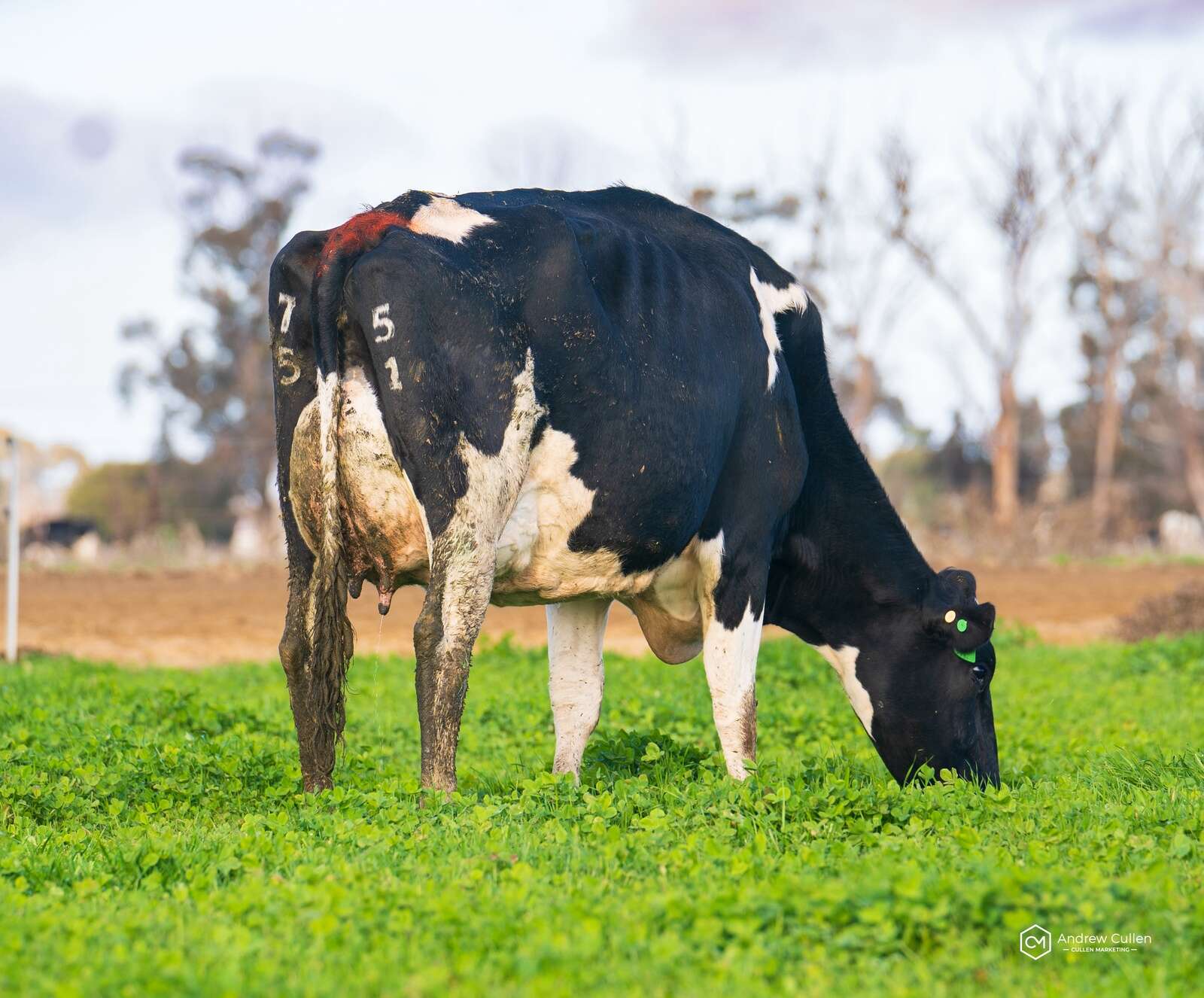 Holsteins under the hammer | Country News