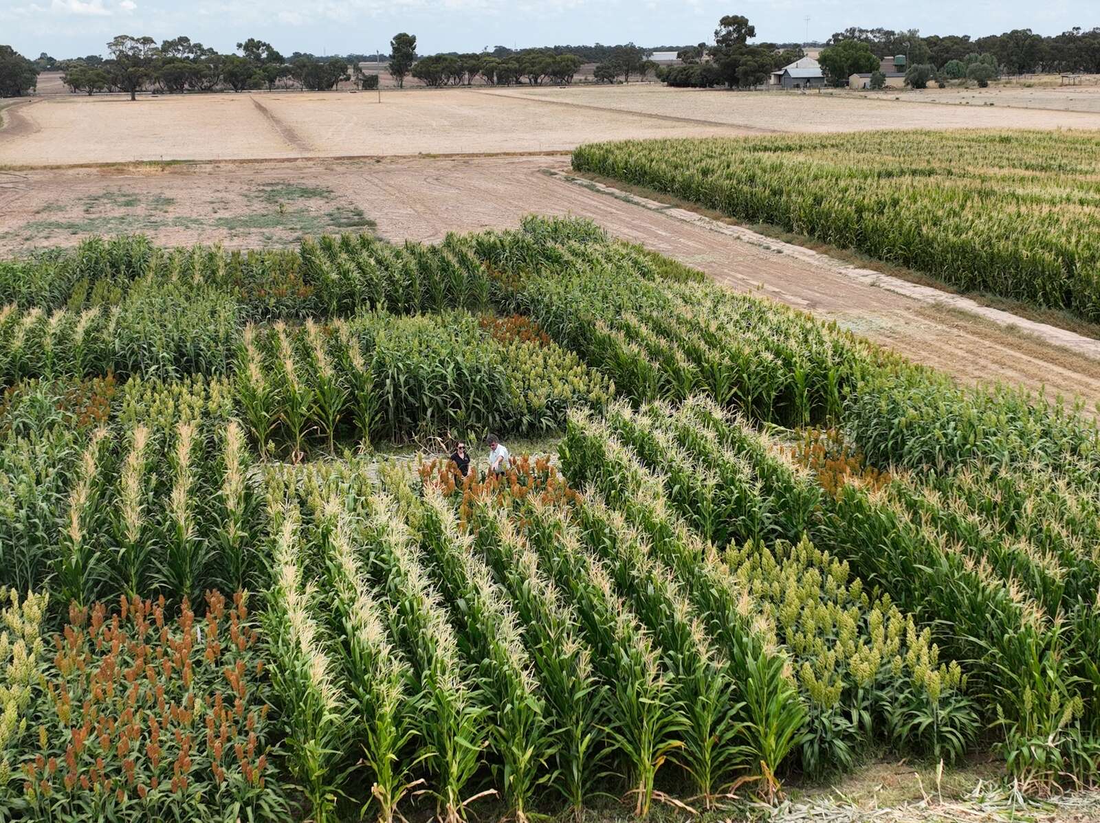 Fodder project feeds future of dairy farm knowledge | Riverine Herald