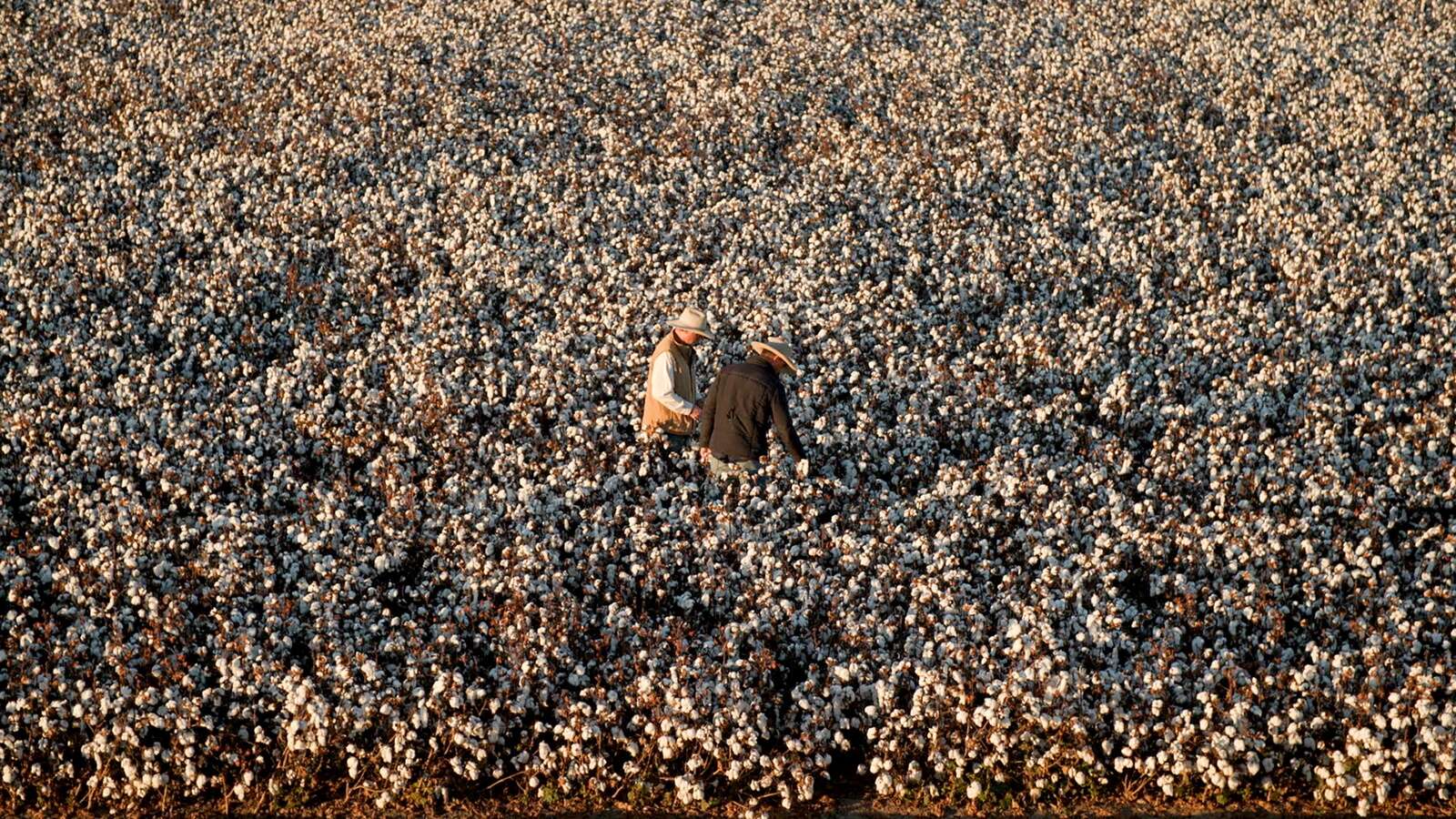 ‘Green’ cotton sprouts from seed money | Dairy News Australia