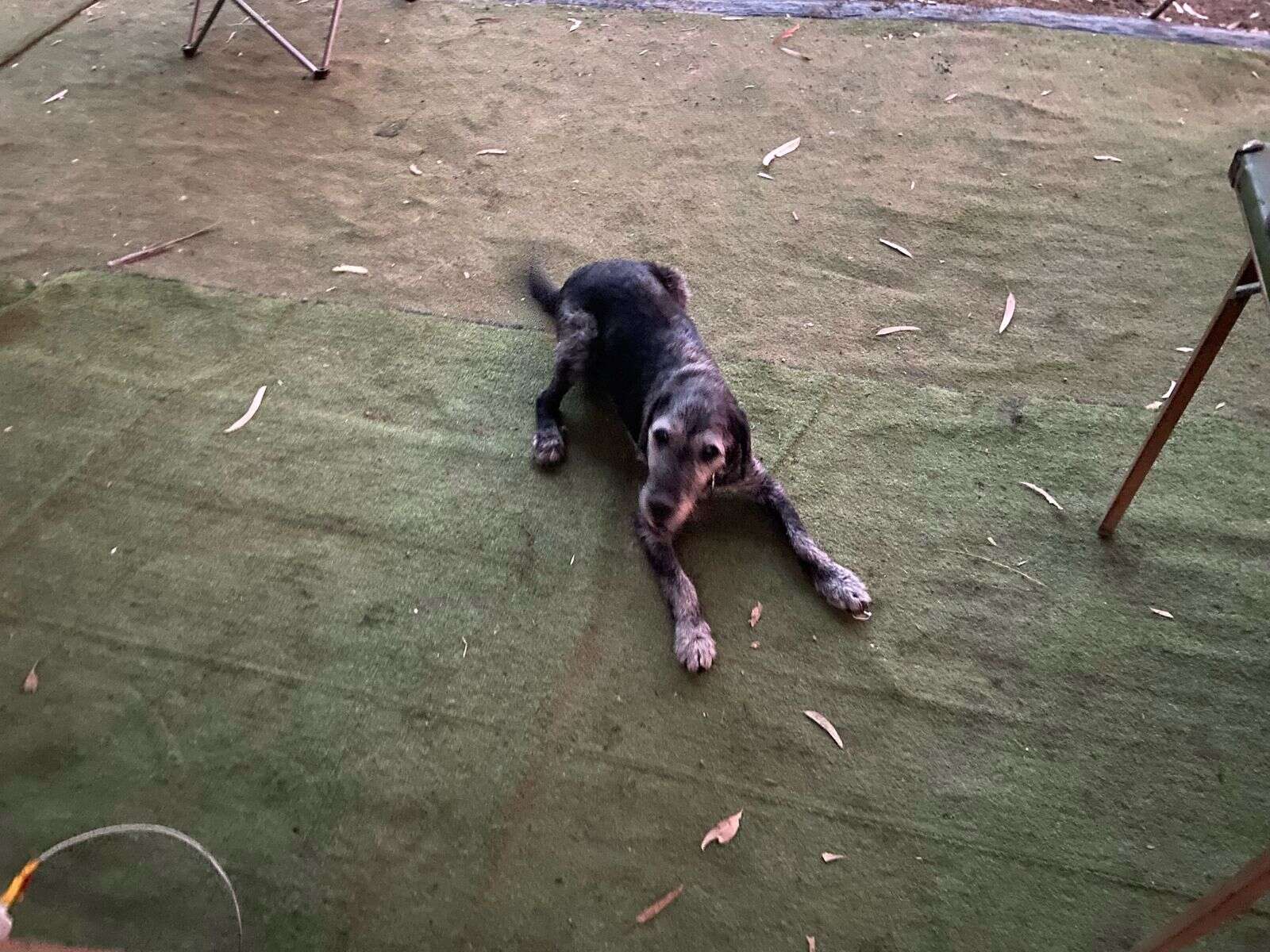 Have you seen Dodgy? Group of friends would like to know | Riverine Herald