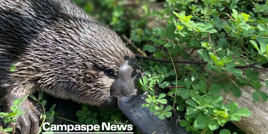 Helping Campaspe River platypus habitats | Country News