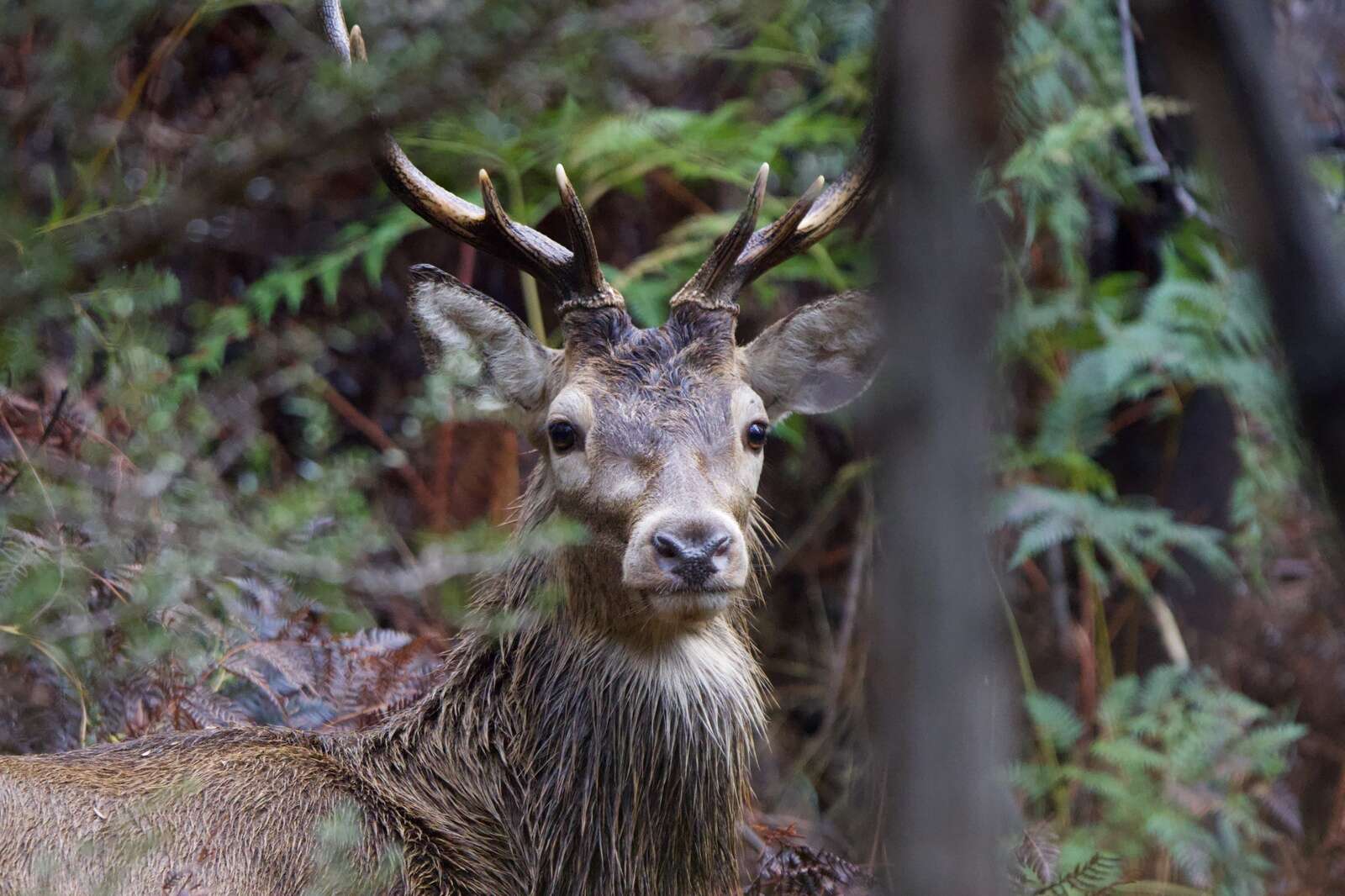2024 Victoria deer harvest sees significant increase | Country News