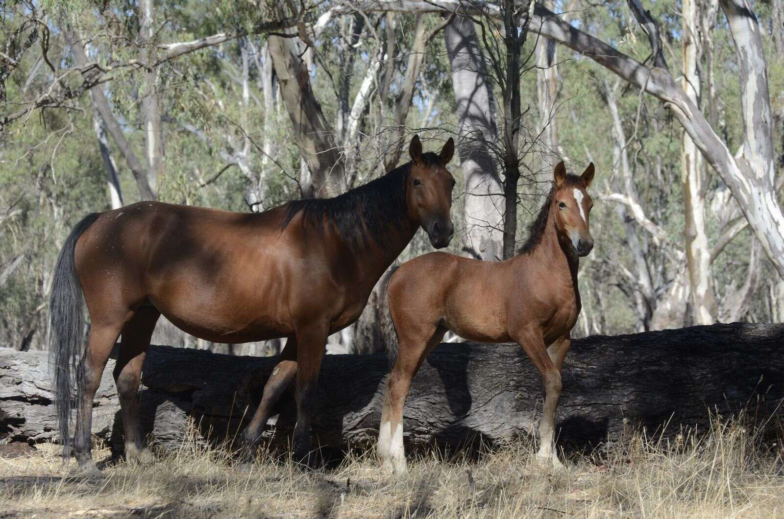 Brumby cull resumes in National Park | Shepparton News