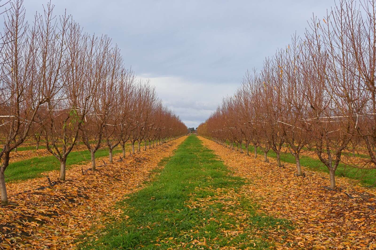 Taking the fruit fly fight home | Shepparton News