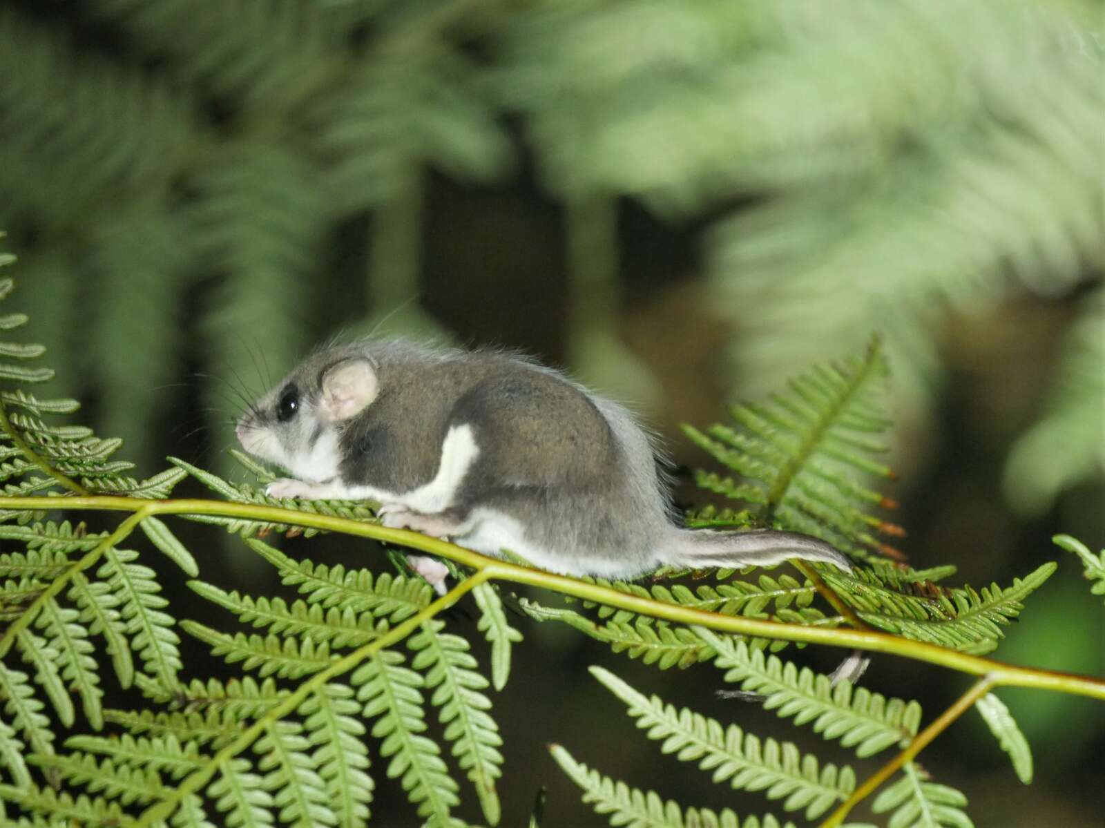 Smallest gliders are in our backyard | Country News