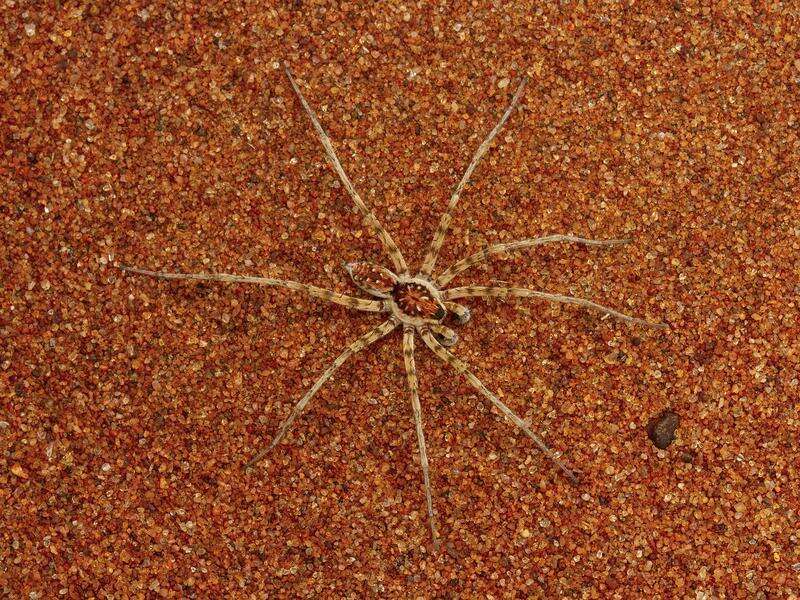 Almost 50 new spider species identified in Australia | Seymour Telegraph