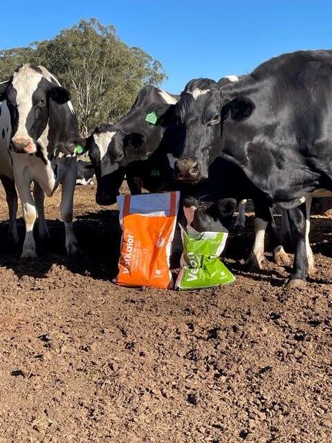 Boost your cows’ rations | Dairy News Australia