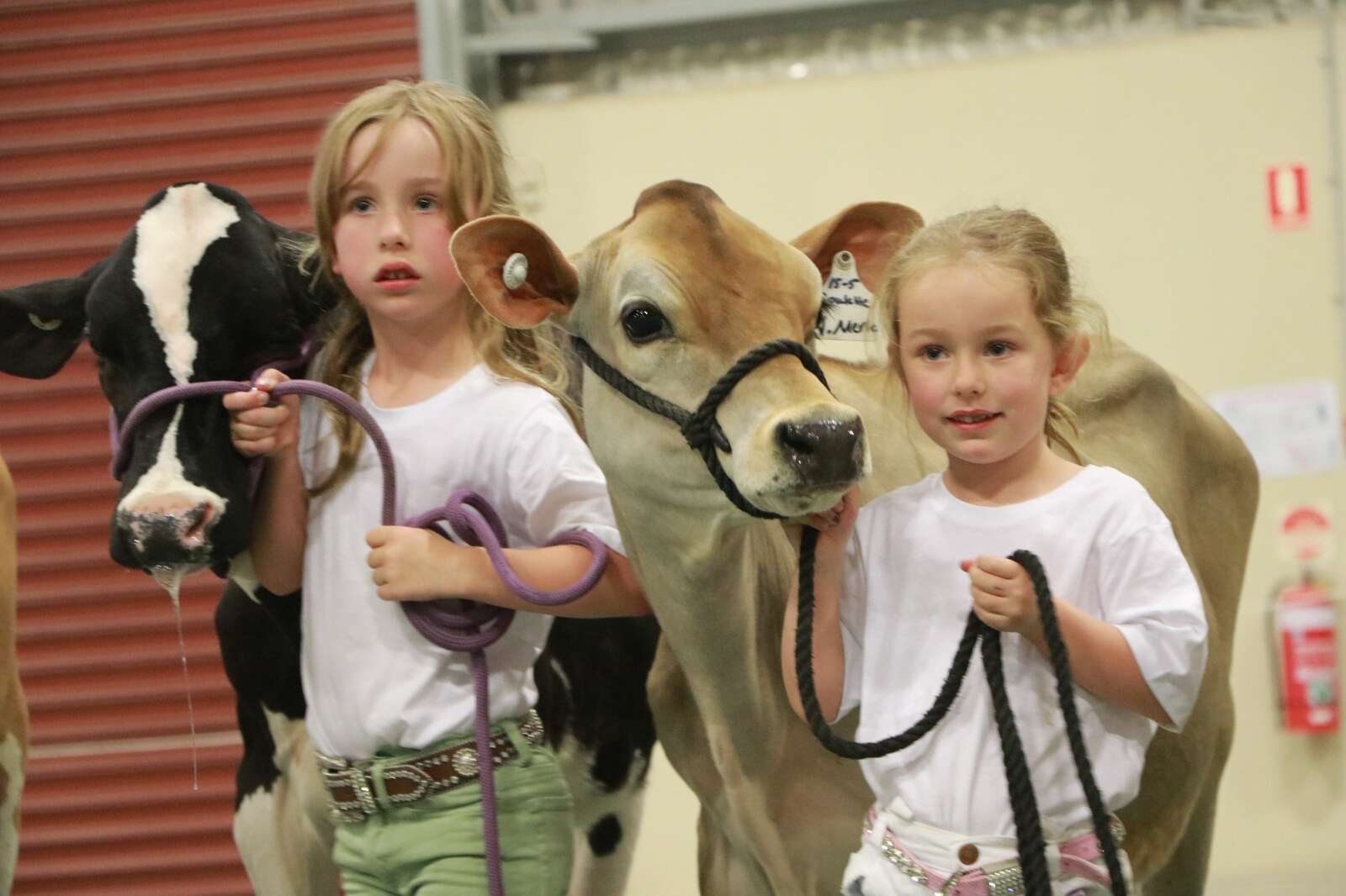 Future champions parade heifers | Dairy News Australia