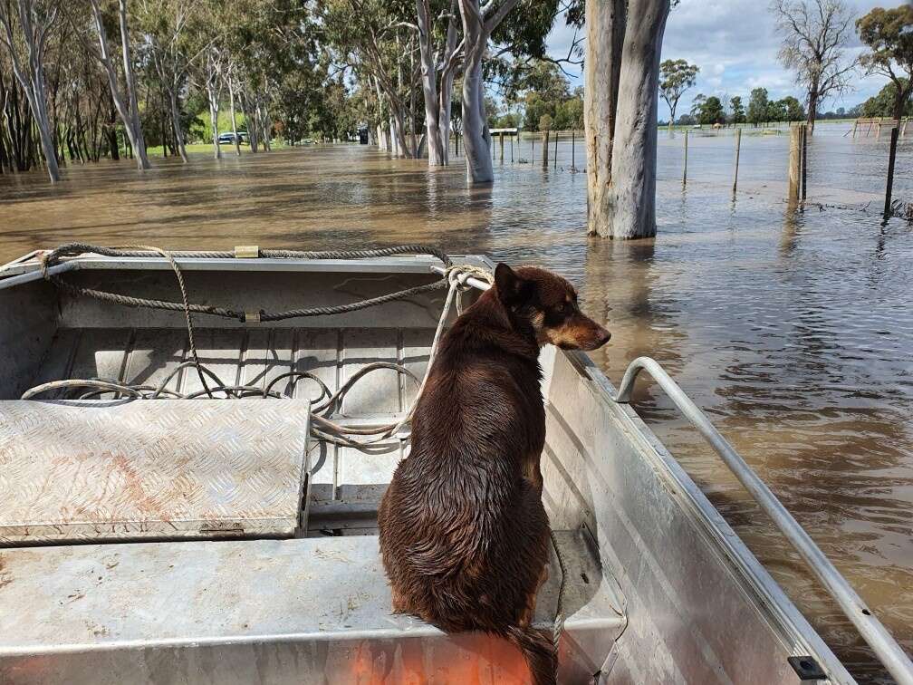 Flooded farmer feared for sheep | Shepparton News