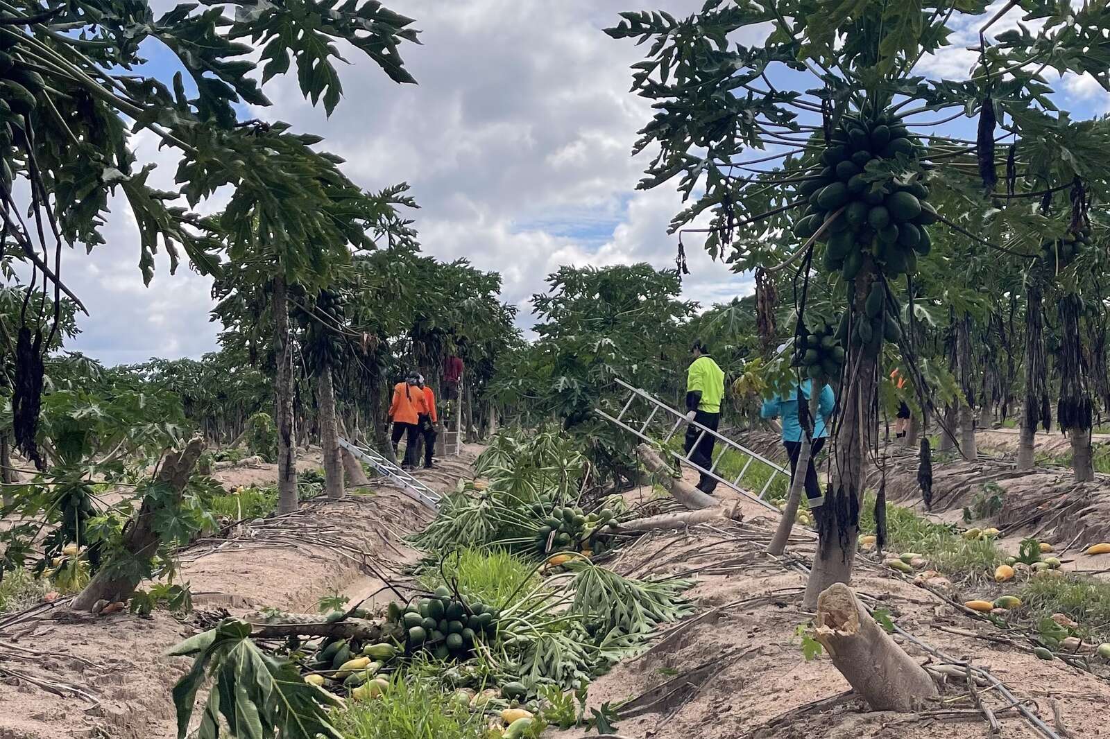 ‘Significant’ damage to crops from Cyclone Jasper | Riverine Herald