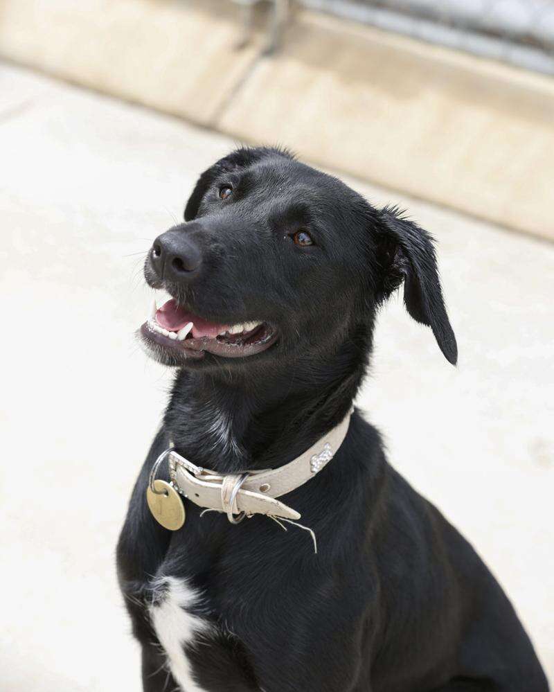 Sweet Sharnie could be yours | Riverine Herald