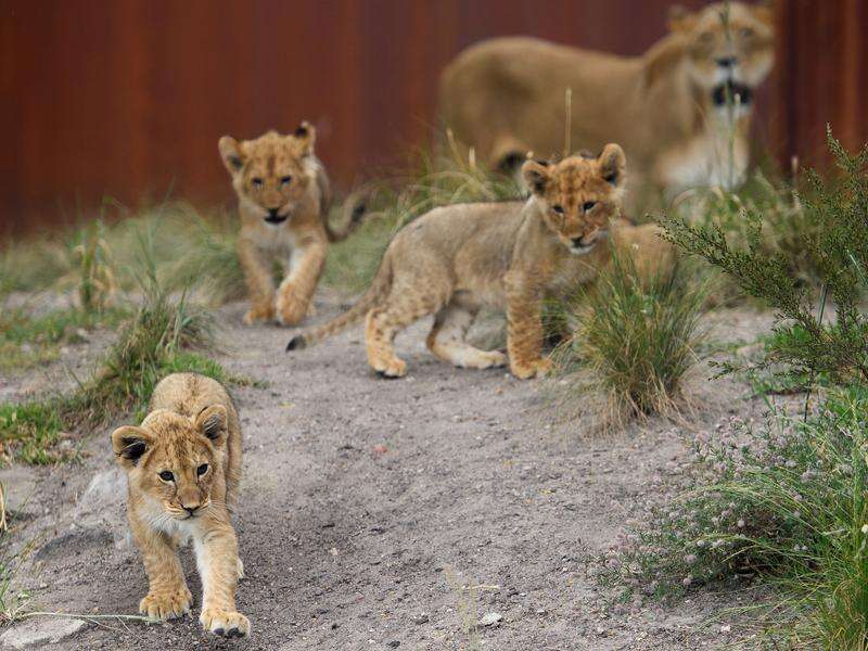 Wire fence investigated after lions escape | Country News
