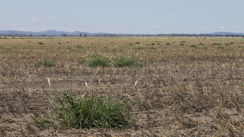 Watch out for Feathertop Rhodes grass | Country News