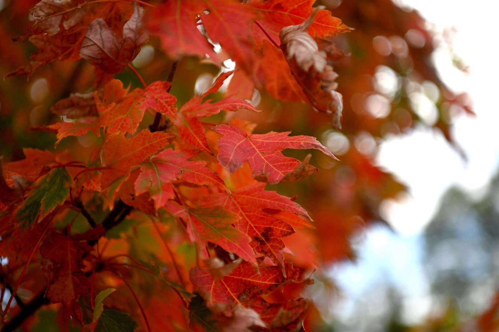 Growing For Success | Autumn planting and bare-root season orders ...