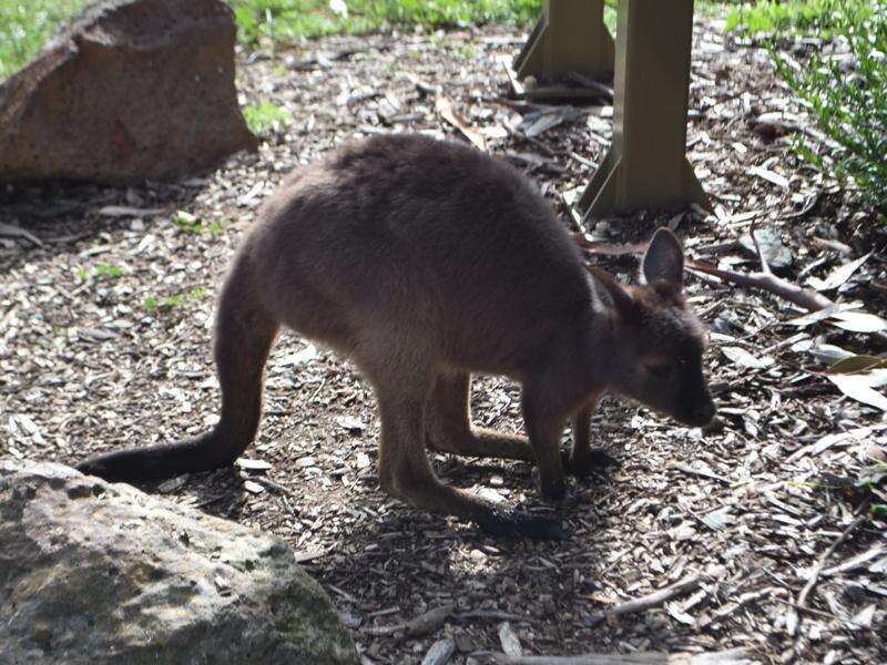 Q fever man should have had special treatment | Riverine Herald