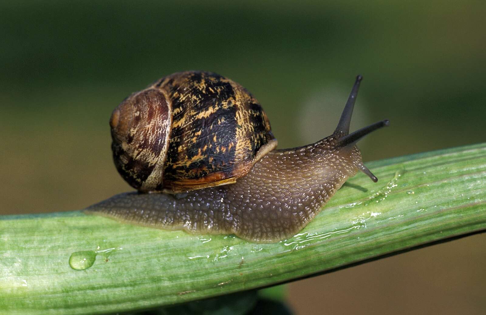 A taste for life in the very slow lane | Seymour Telegraph